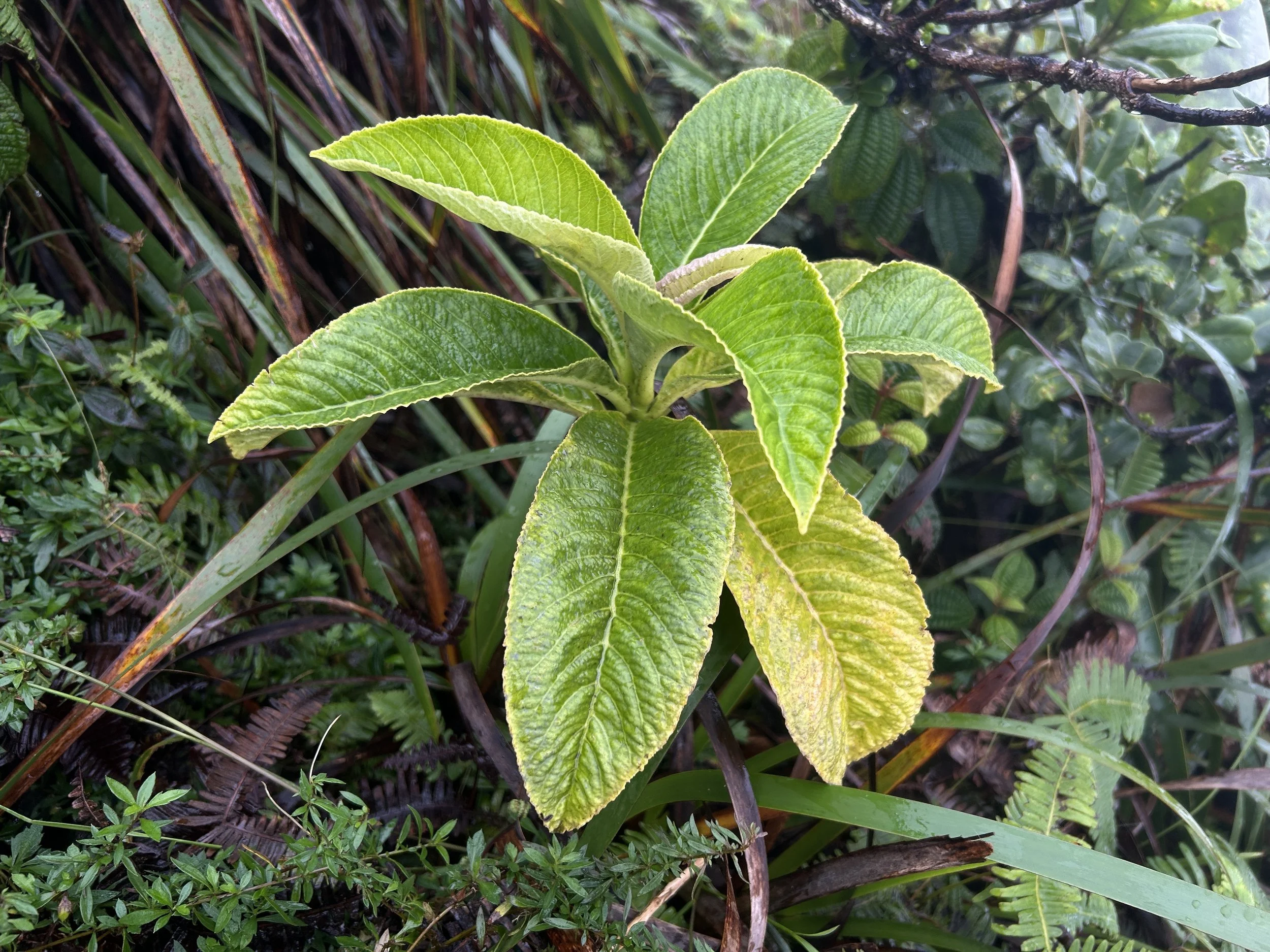 10 Best Kid-Friendly Hikes on Oʻahu, Hawaiʻi — noahawaii