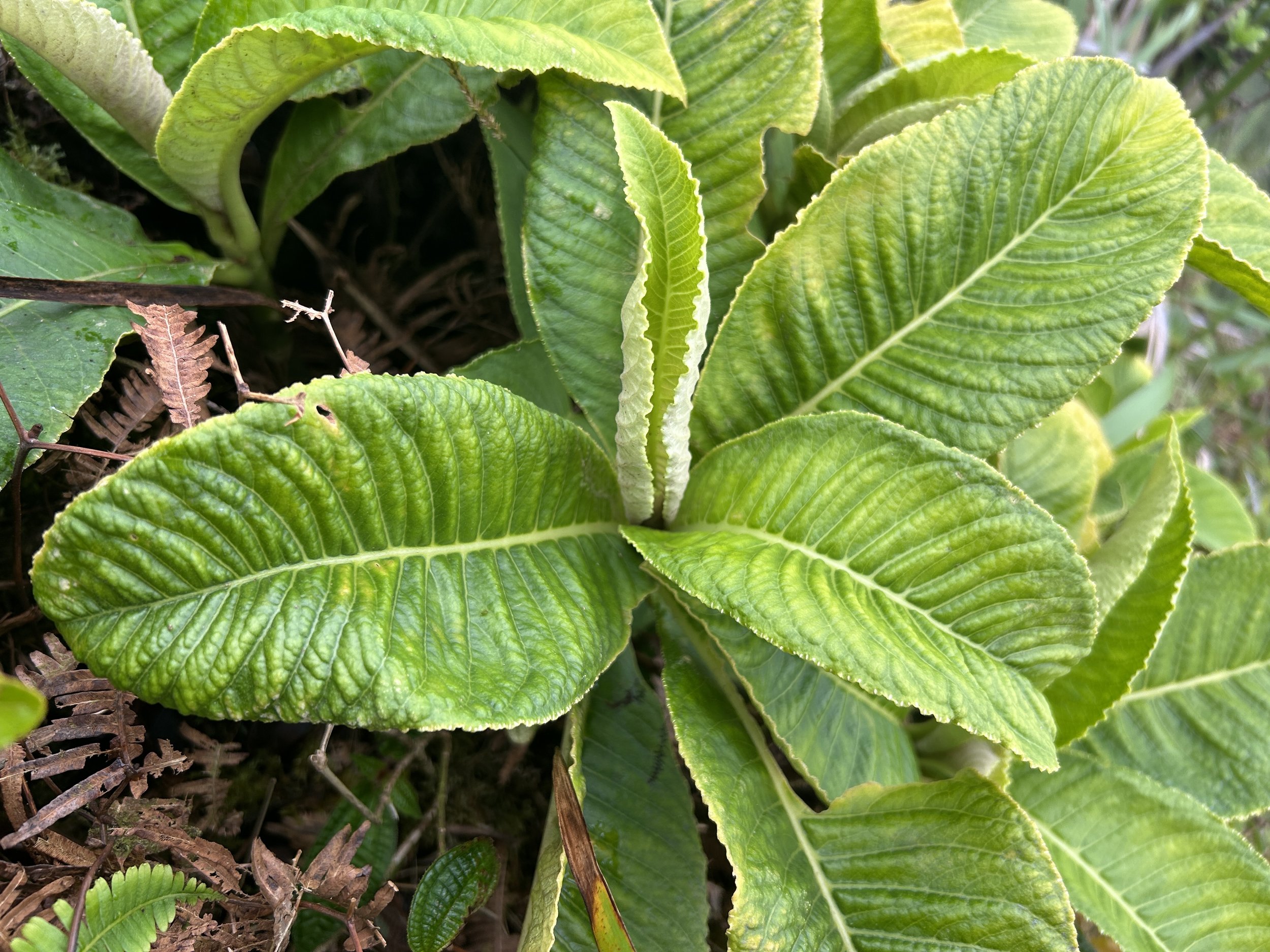 Native Hawaiian Plants: My Plant ID Guide — noahawaii