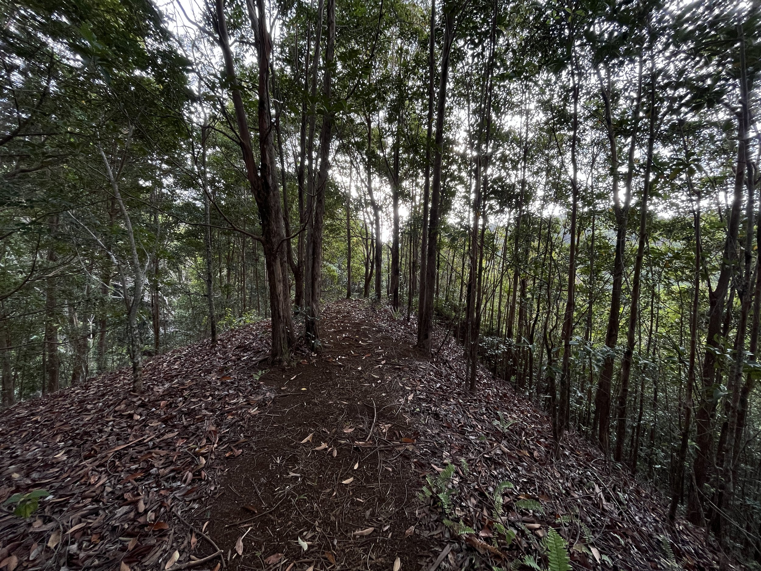 Hiking the ʻIliahi Ridge Trail on Oʻahu — noahawaii