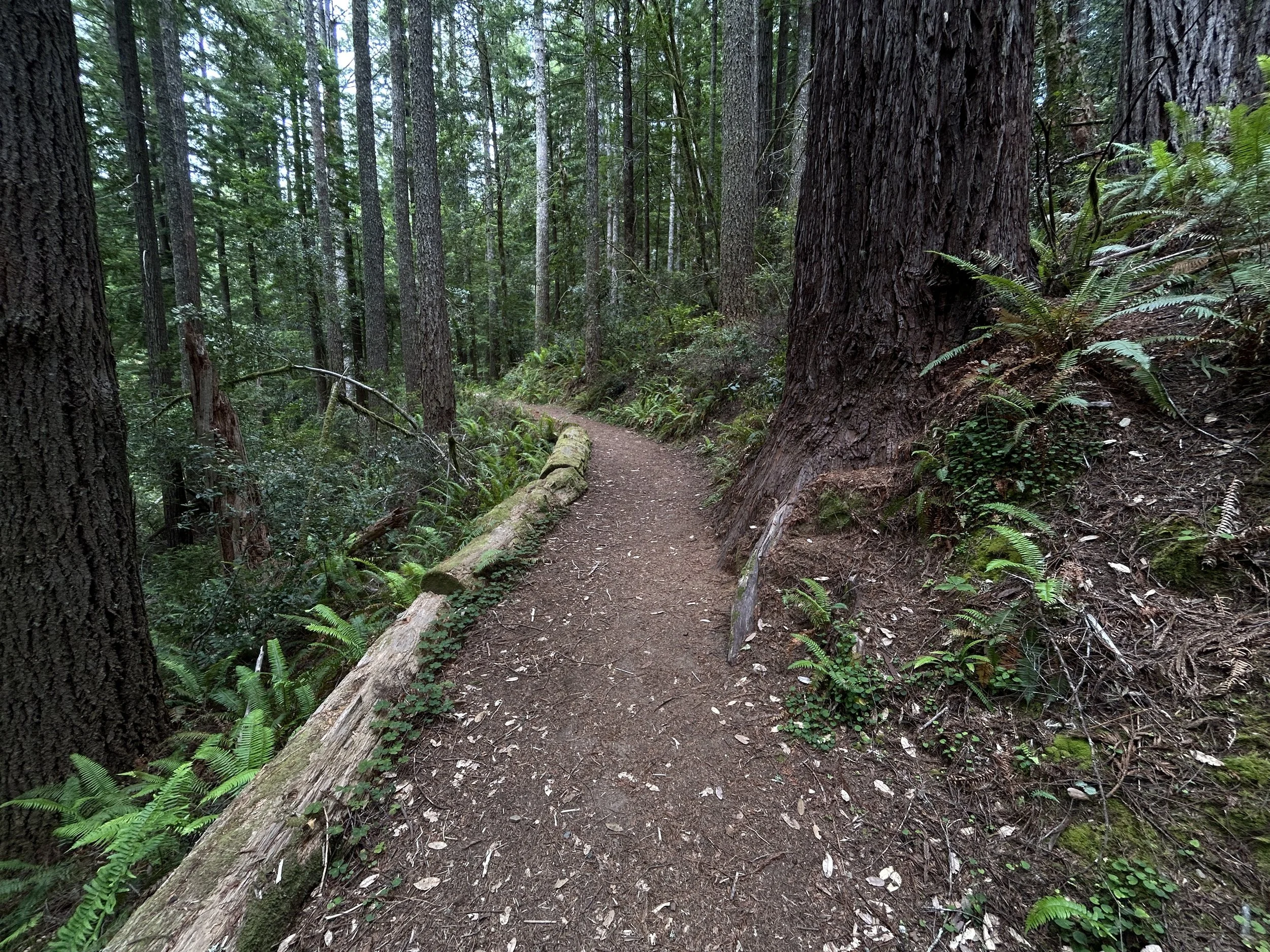 Hiking the Oregon Redwoods Trail on the Oregon Coast — noahawaii