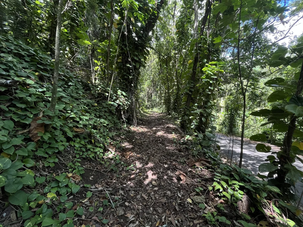 Hiking the Tantalus Arboretum Trail on Oʻahu — noahawaii