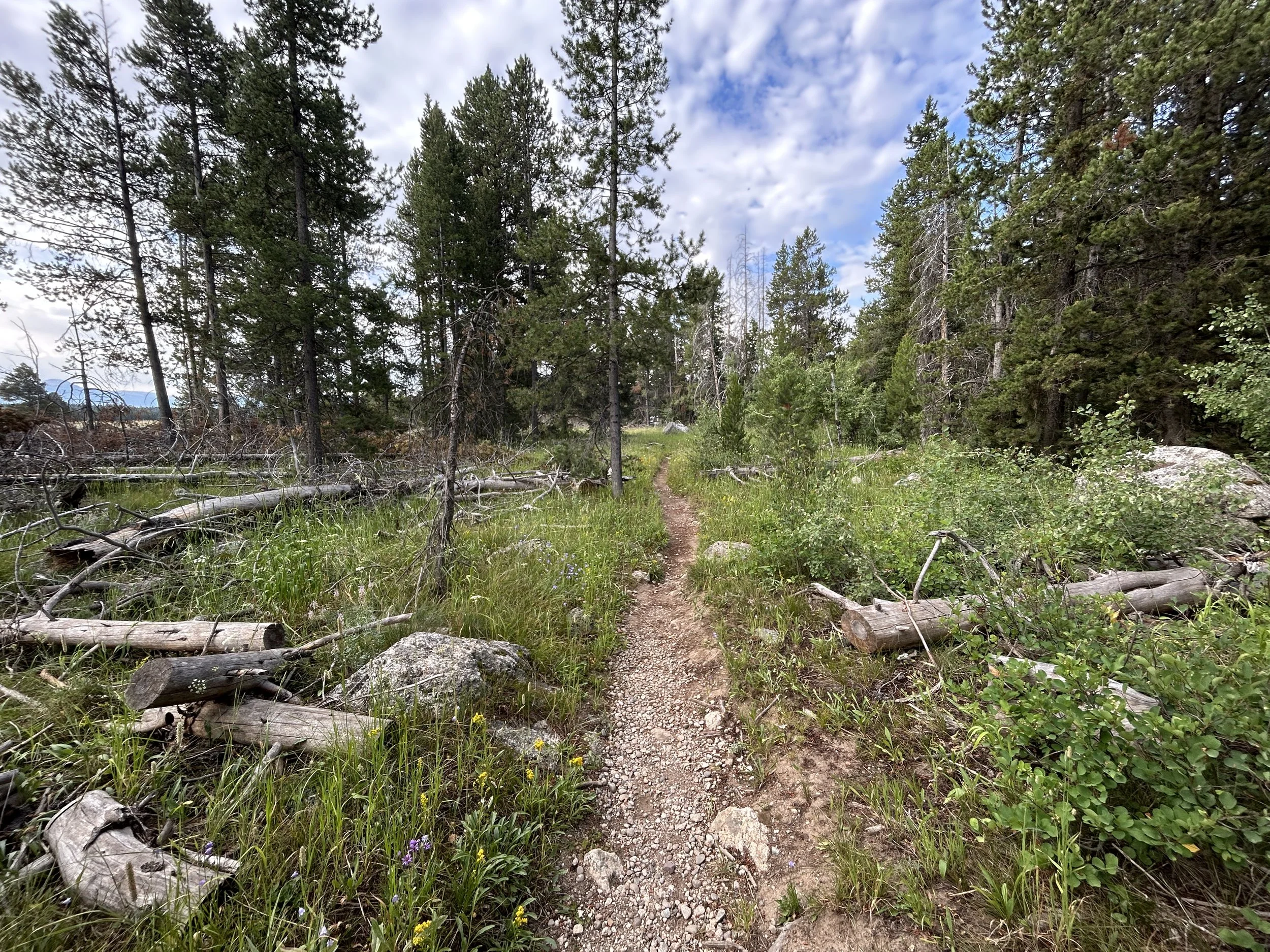 Hiking the Moose Ponds Loop Trail in Grand Teton National Park — noahawaii