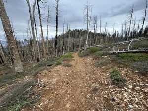 Hiking the Riggs Spring Loop Trail in Bryce Canyon National Park ...