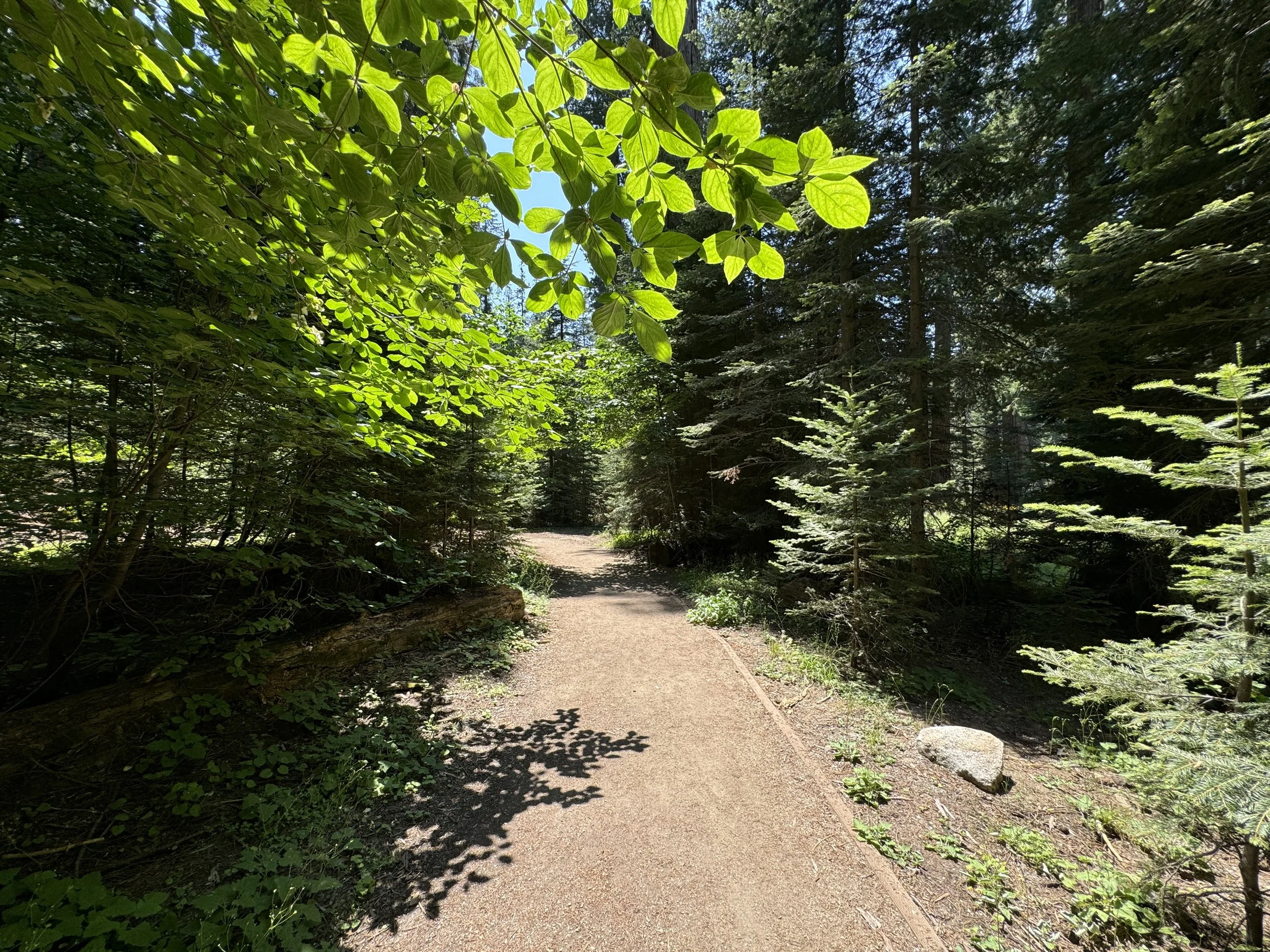 Hiking the Hazelwood Nature Loop Trail in Sequoia National Park — noahawaii