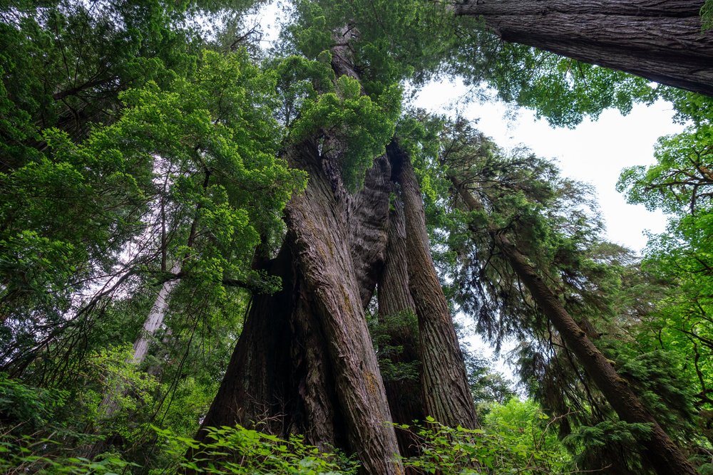 15 Best Things to Do in Redwood National & State Parks — noahawaii