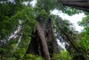 15 Best Things to Do in Redwood National & State Parks — noahawaii