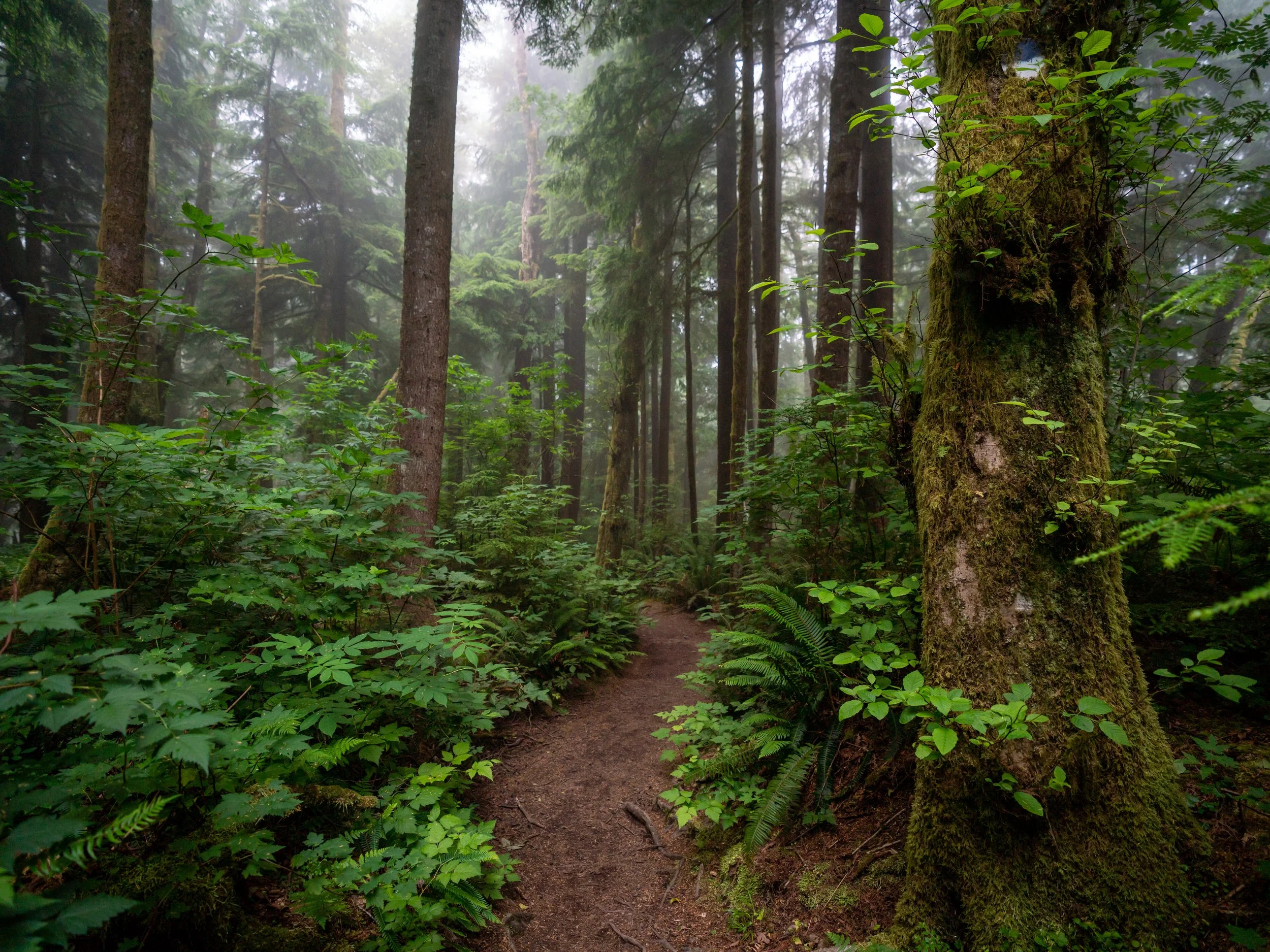 Hiking the Cathedral Tree Trail to the Astoria Column on the Oregon ...