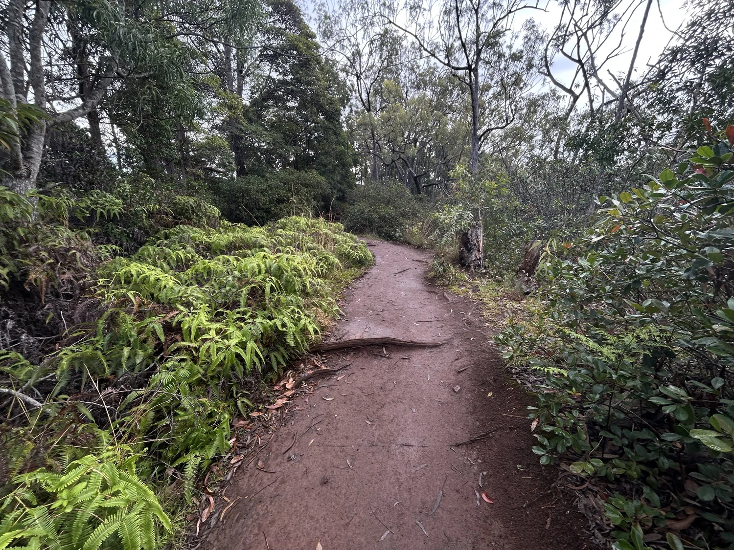 Hiking the Waimano Falls Trail on Oʻahu, Hawaiʻi — noahawaii