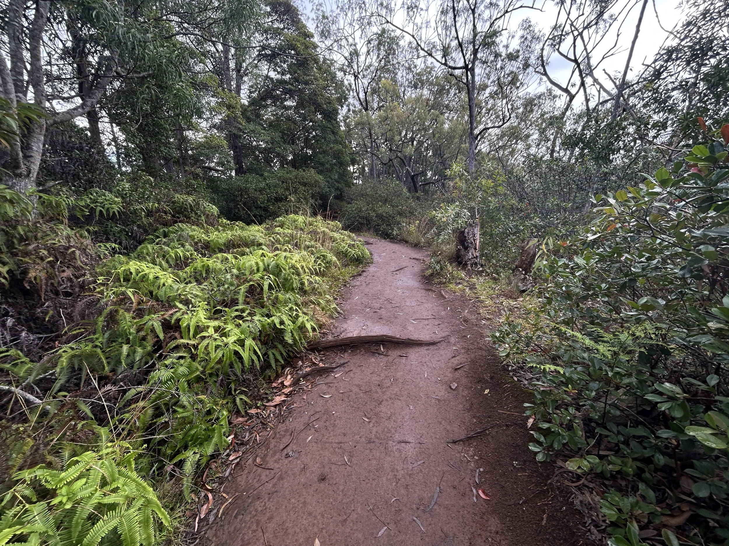 Hiking the Waimano Falls Trail on Oʻahu, Hawaiʻi — noahawaii