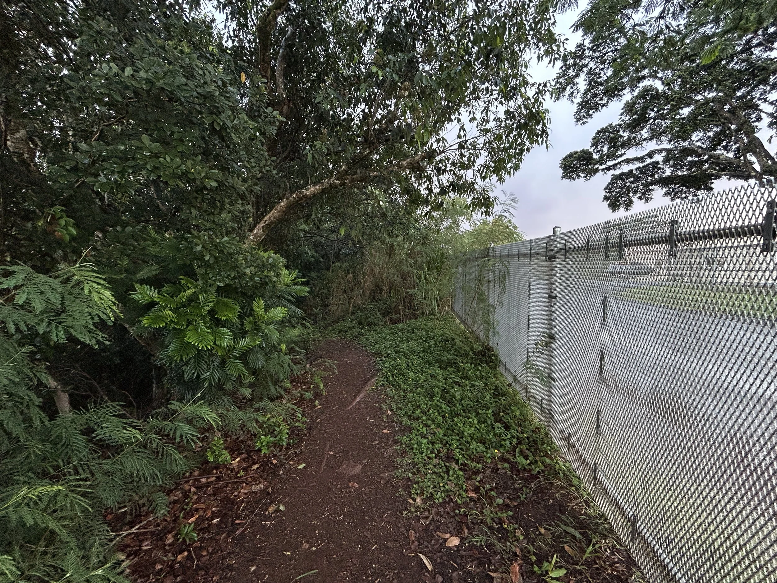 Hiking the Waimano Ridge Trail on Oʻahu — noahawaii