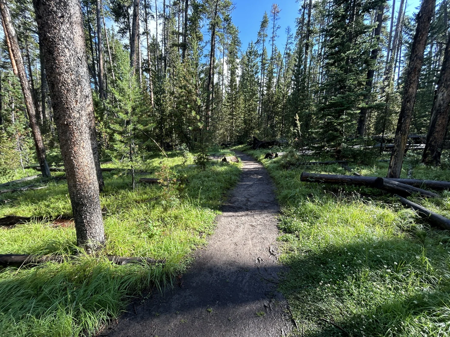 Hiking the Elephant Back Mountain Trail in Yellowstone National Park ...