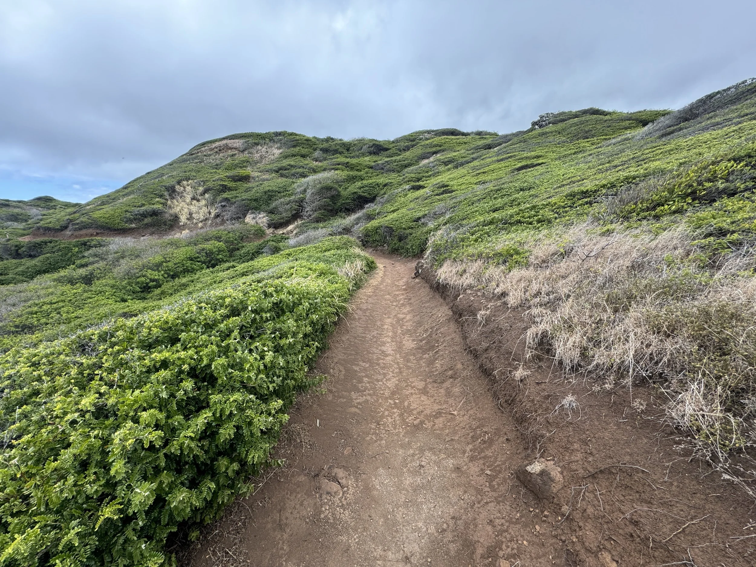 Hiking the ʻŌhai Loop Trail on Maui, Hawaiʻi — noahawaii