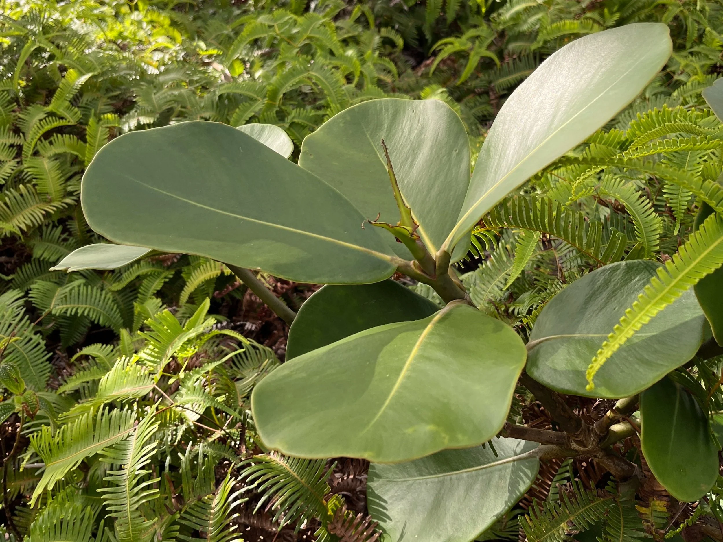Non-Native / Invasive Plants in Hawaiʻi: My Plant ID Guide — noahawaii