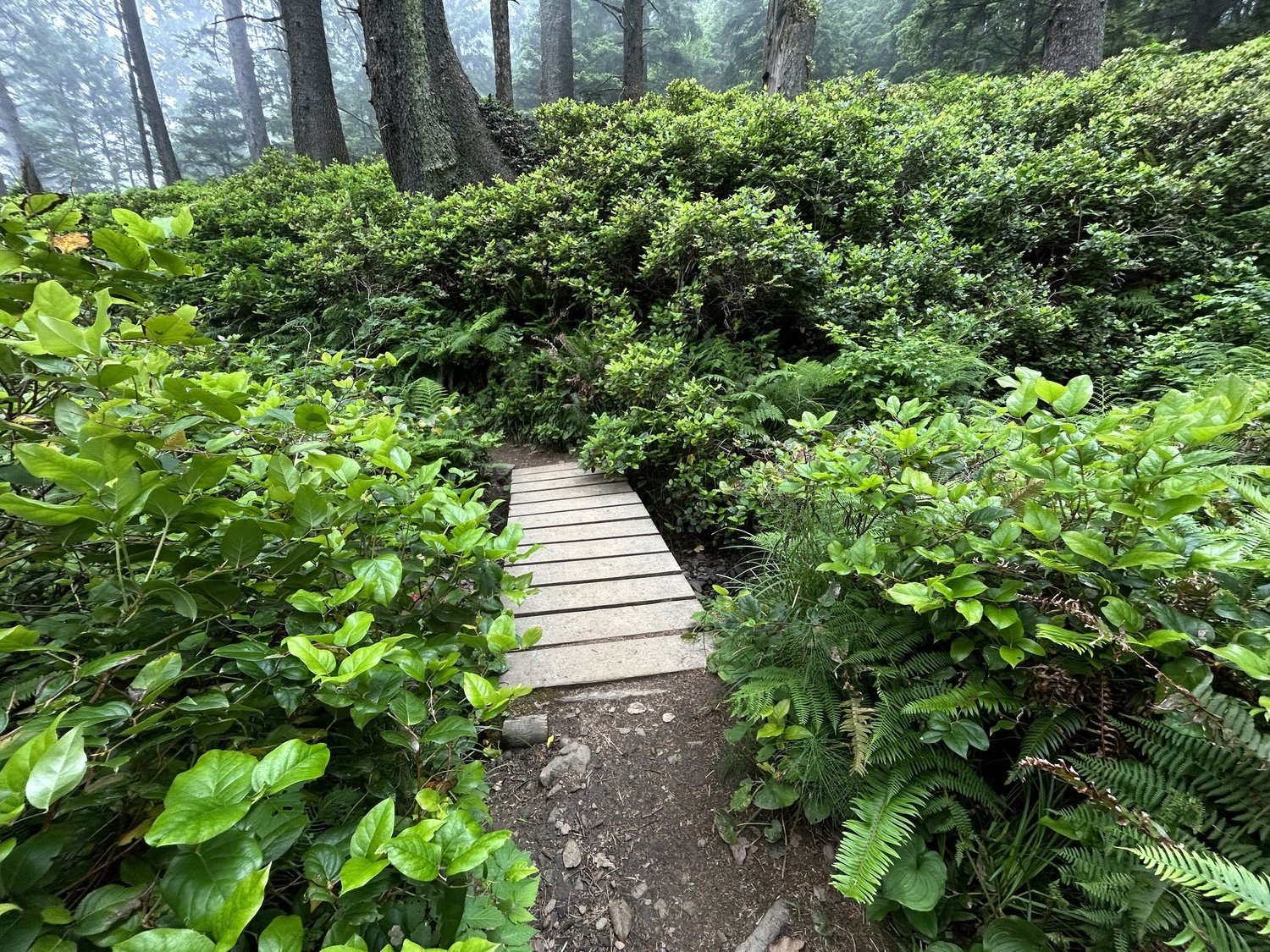 Hiking the Cape Falcon Trail on the Oregon Coast — noahawaii