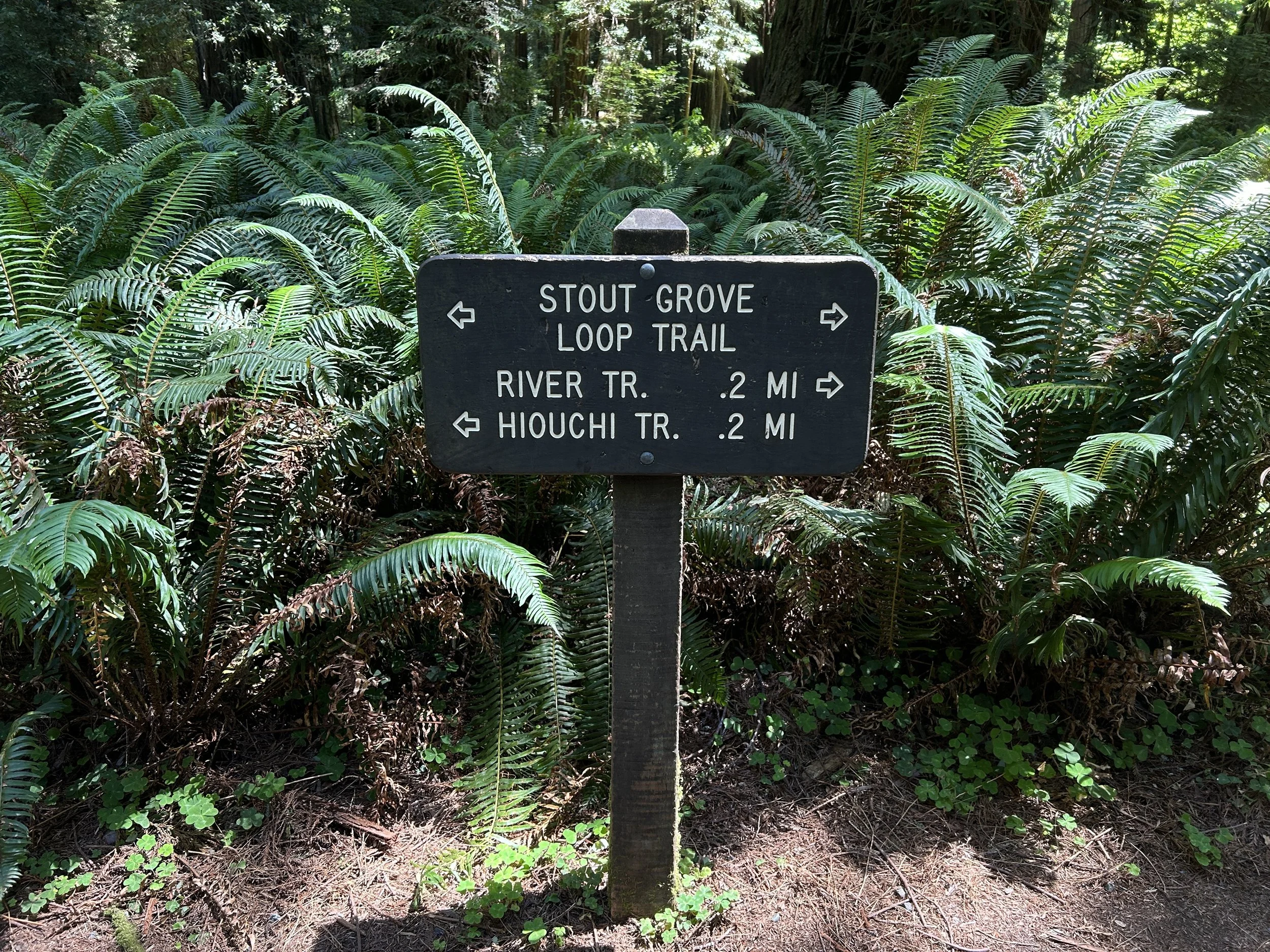 Hiking the Stout Memorial Grove Trail in Jedediah Smith Redwoods State ...