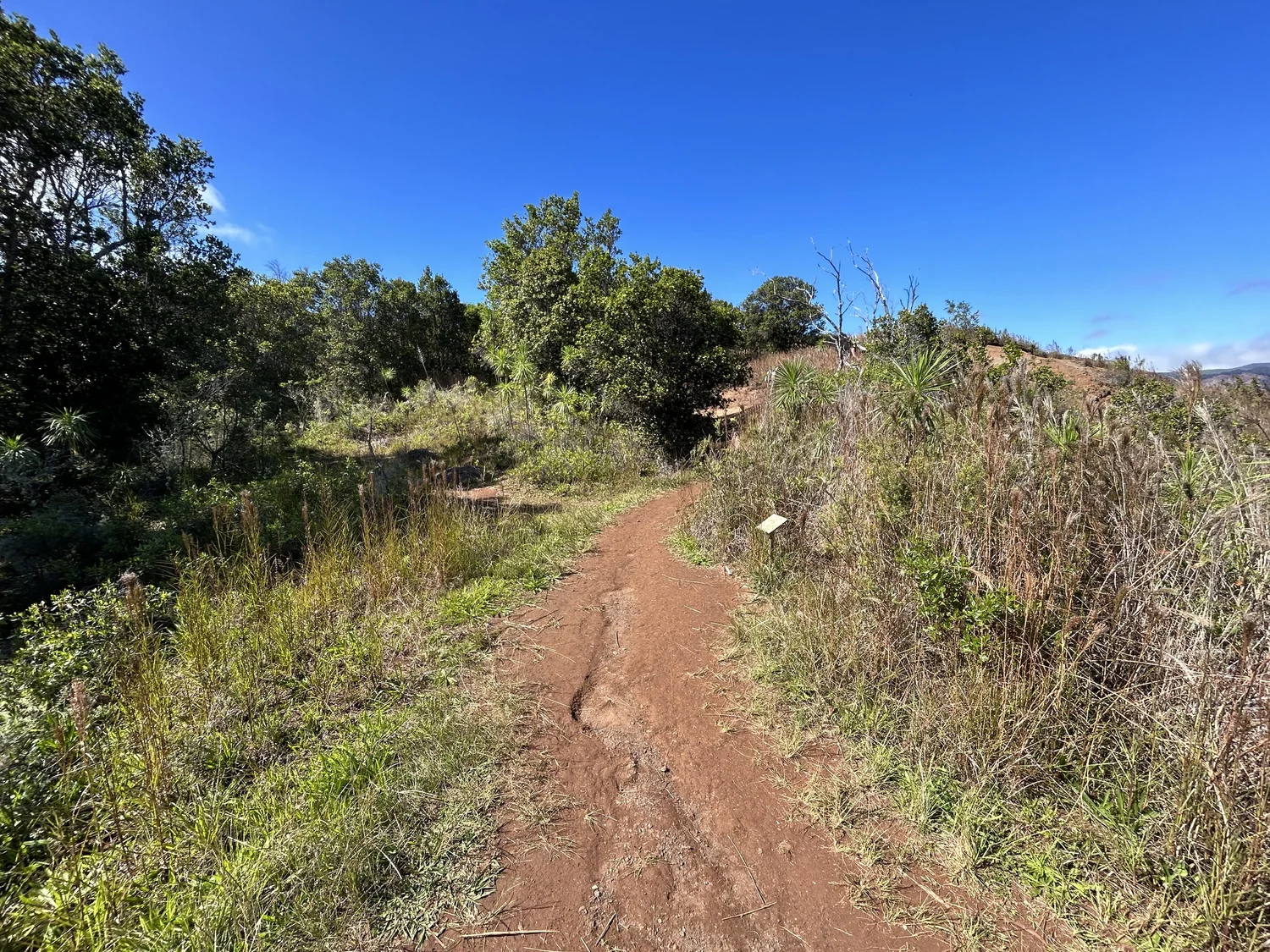 Hiking the Iliau Nature Loop Trail in the Waimea Canyon on Kauaʻi ...