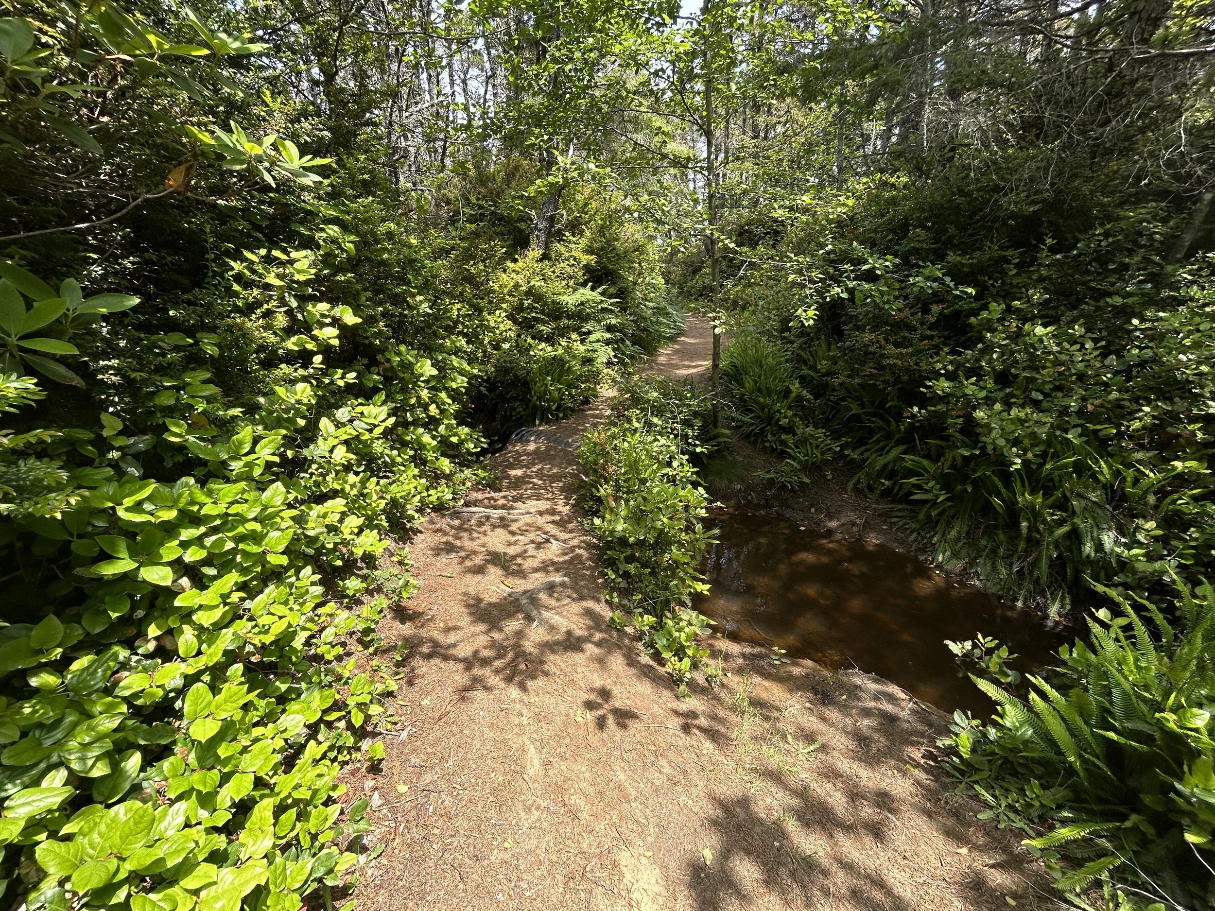 Hiking the Blacklock Point Sea Cliffs Trail on the Oregon Coast — noahawaii