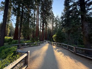 Hiking the Grizzly Giant Loop Trail in Yosemite National Park — noahawaii