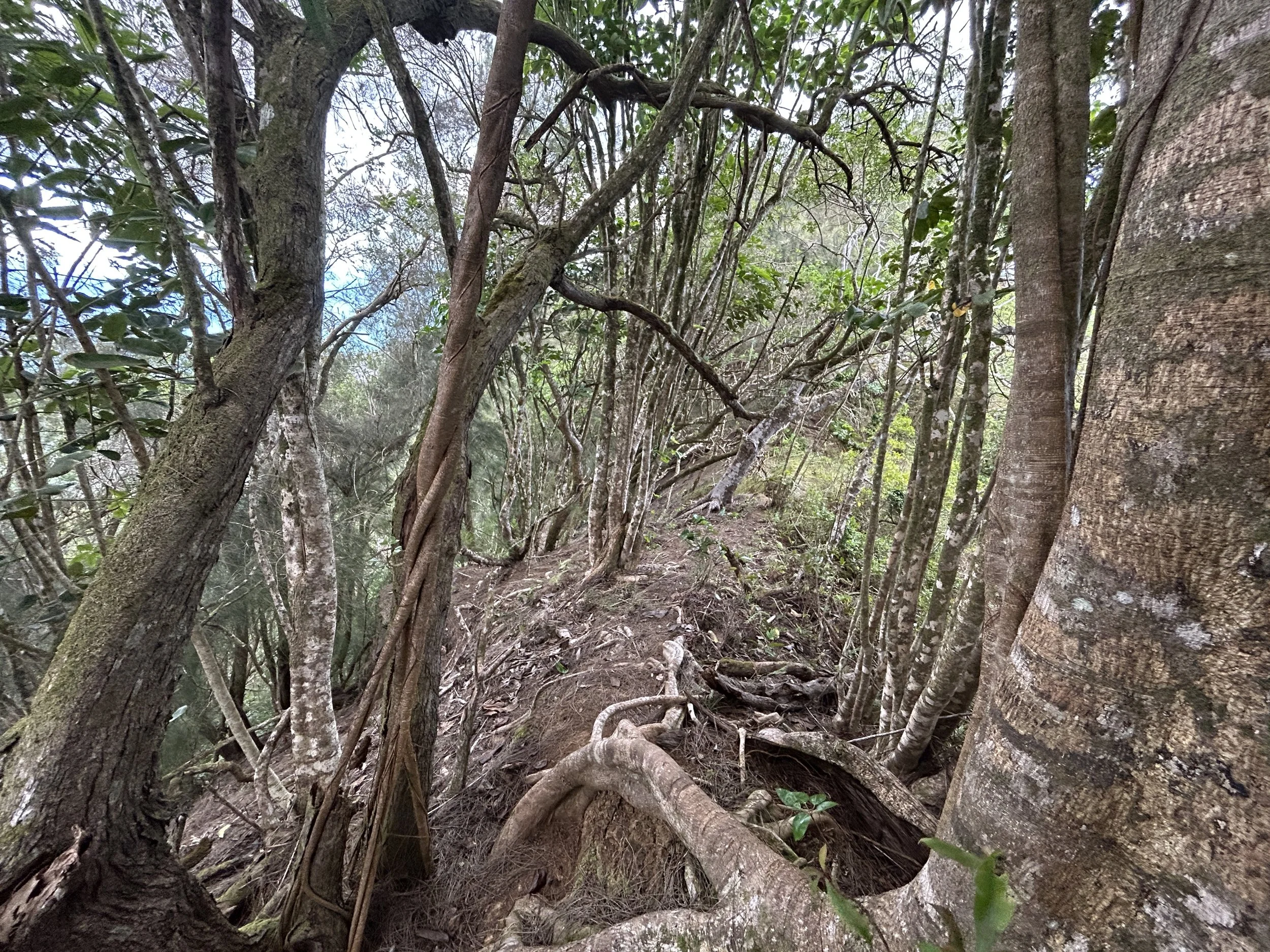 Hiking the Pyramid Rock Loop Trail on Oʻahu — noahawaii