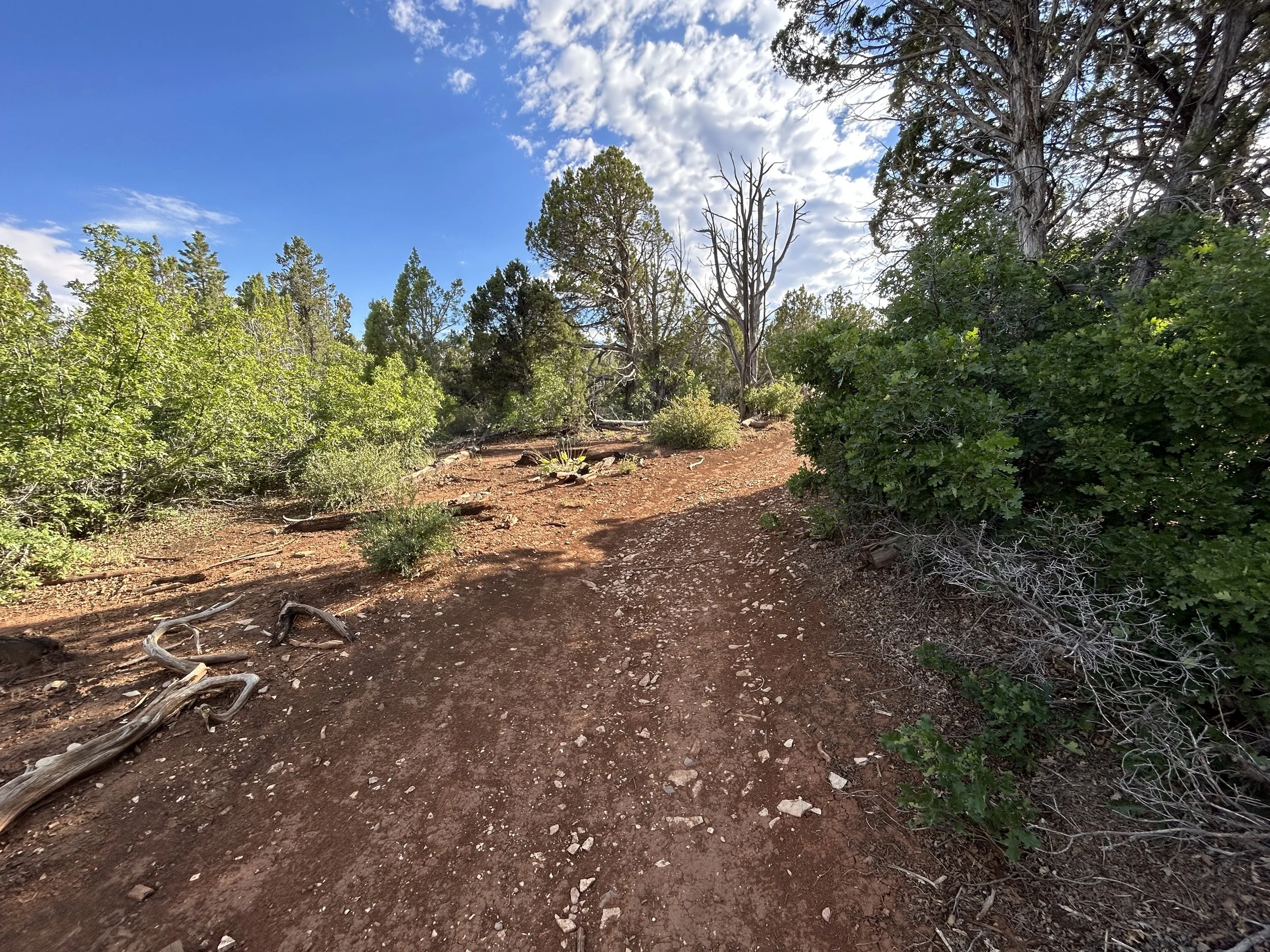 Hiking the East Mesa Trail to Observation Point in Zion National Park ...