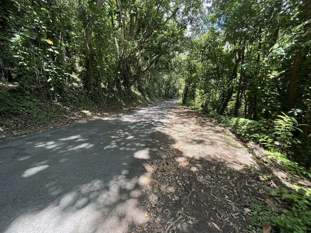 Hiking the Tantalus Arboretum Trail on Oʻahu — noahawaii