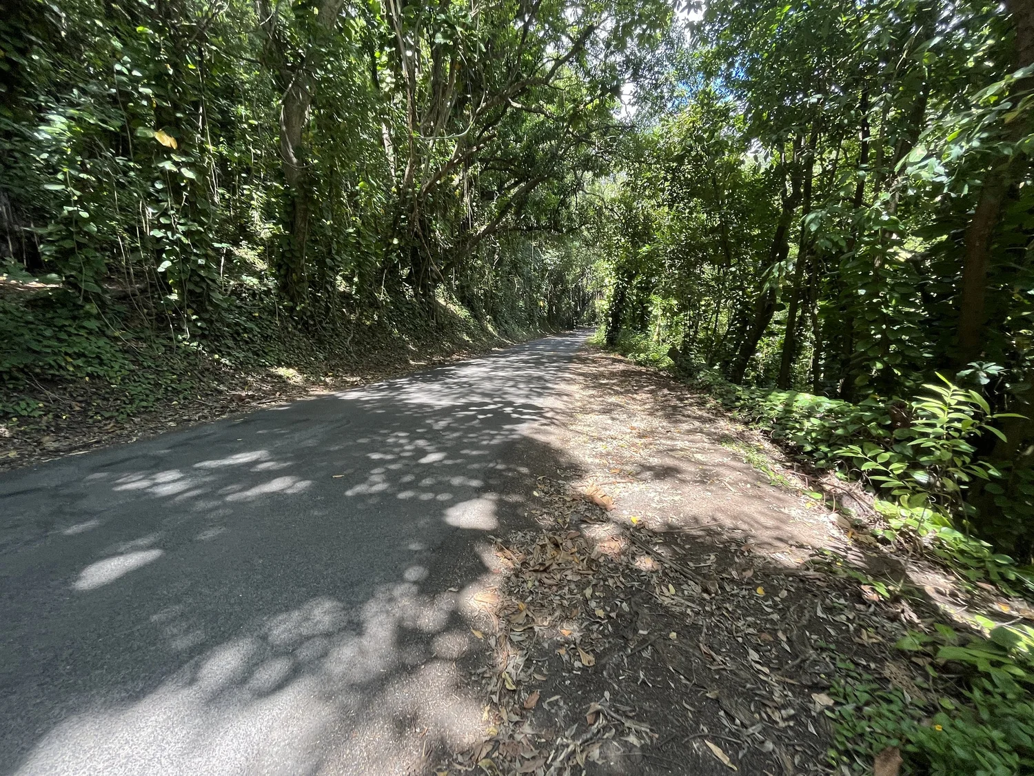 Hiking the Tantalus Arboretum Trail on Oʻahu, Hawaiʻi — noahawaii