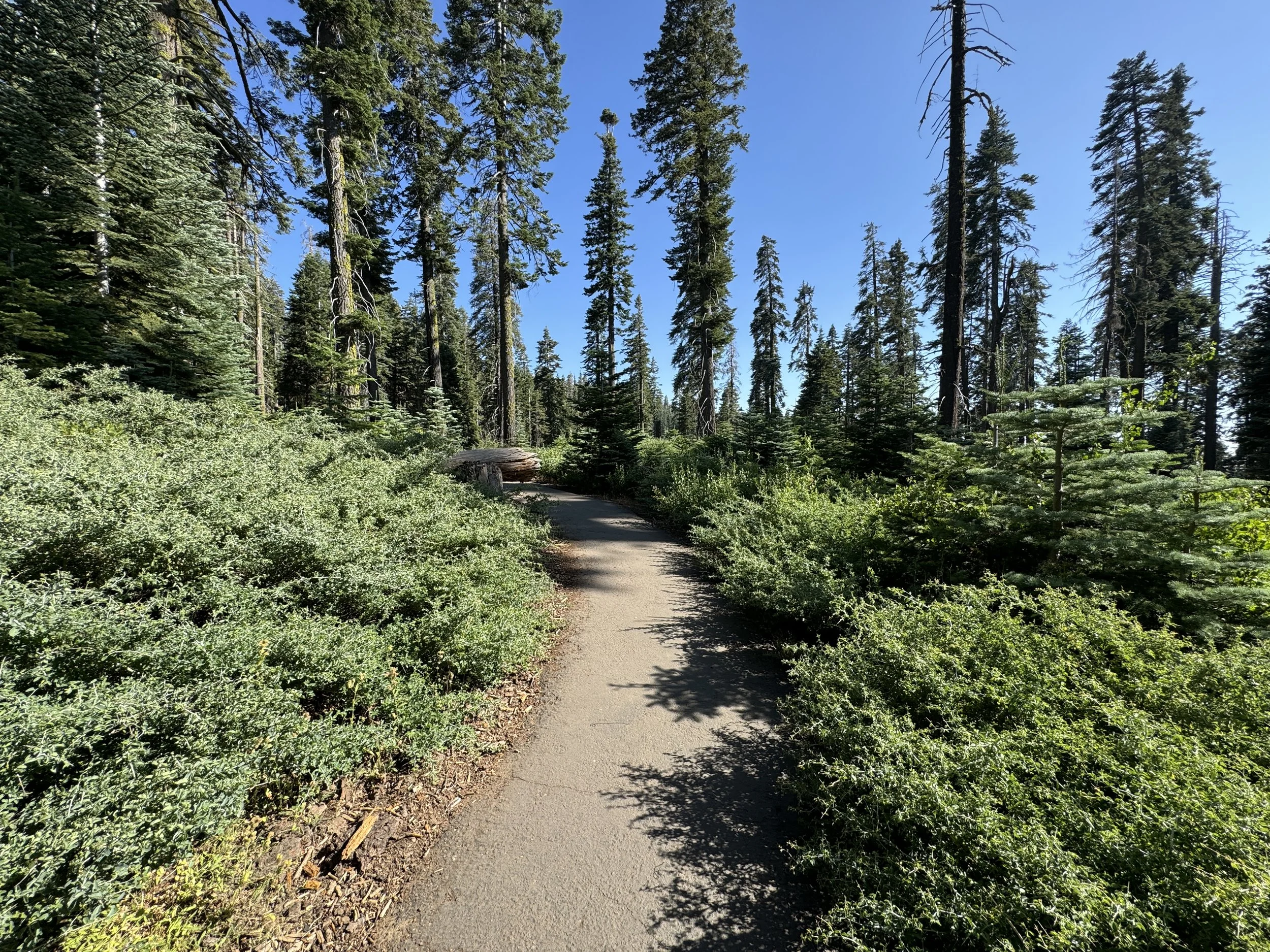 Hiking the Park Ridge Trail in Kings Canyon National Park — noahawaii