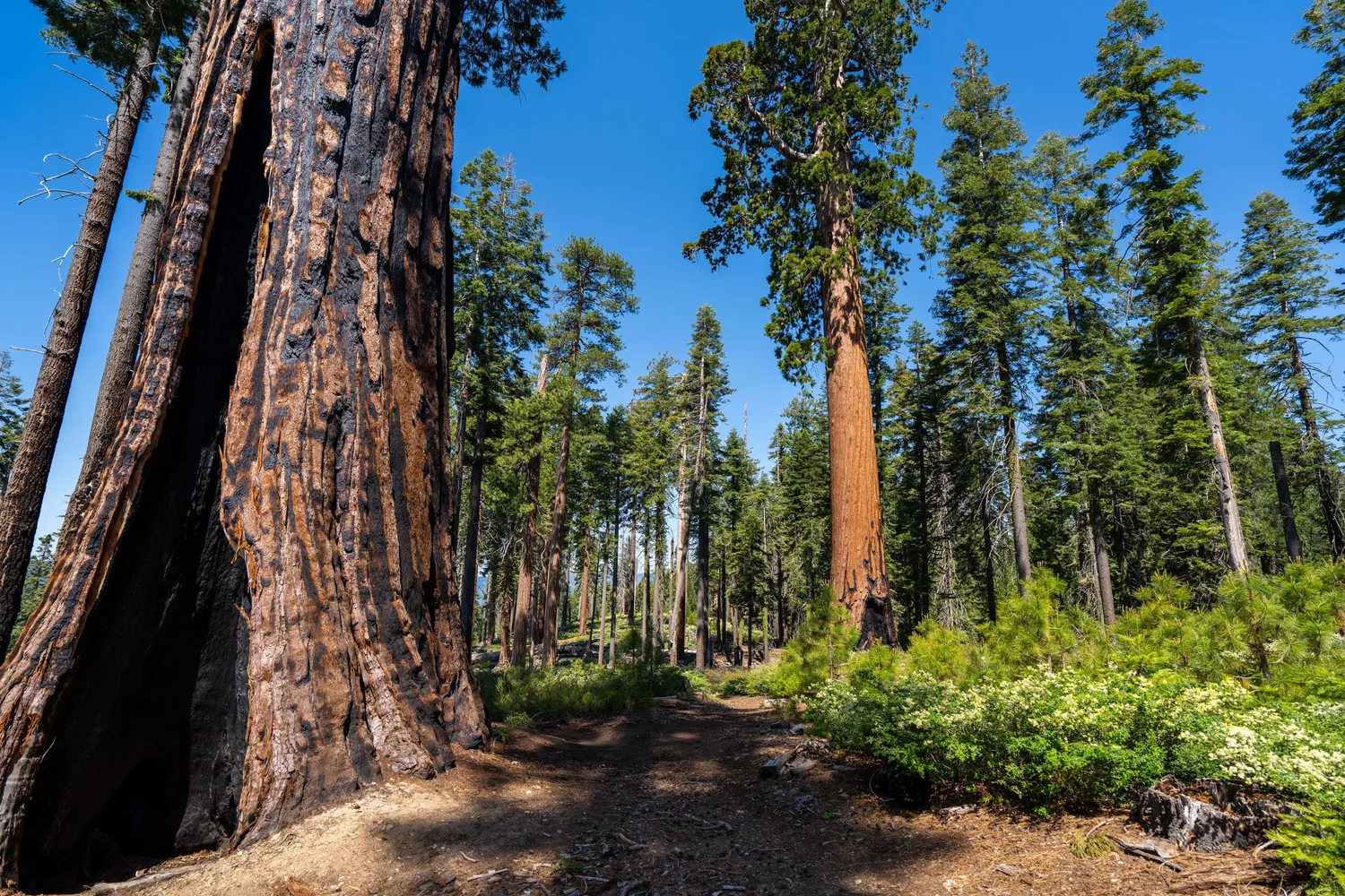 Hiking the Perimeter Trail in Yosemite National Park — noahawaii
