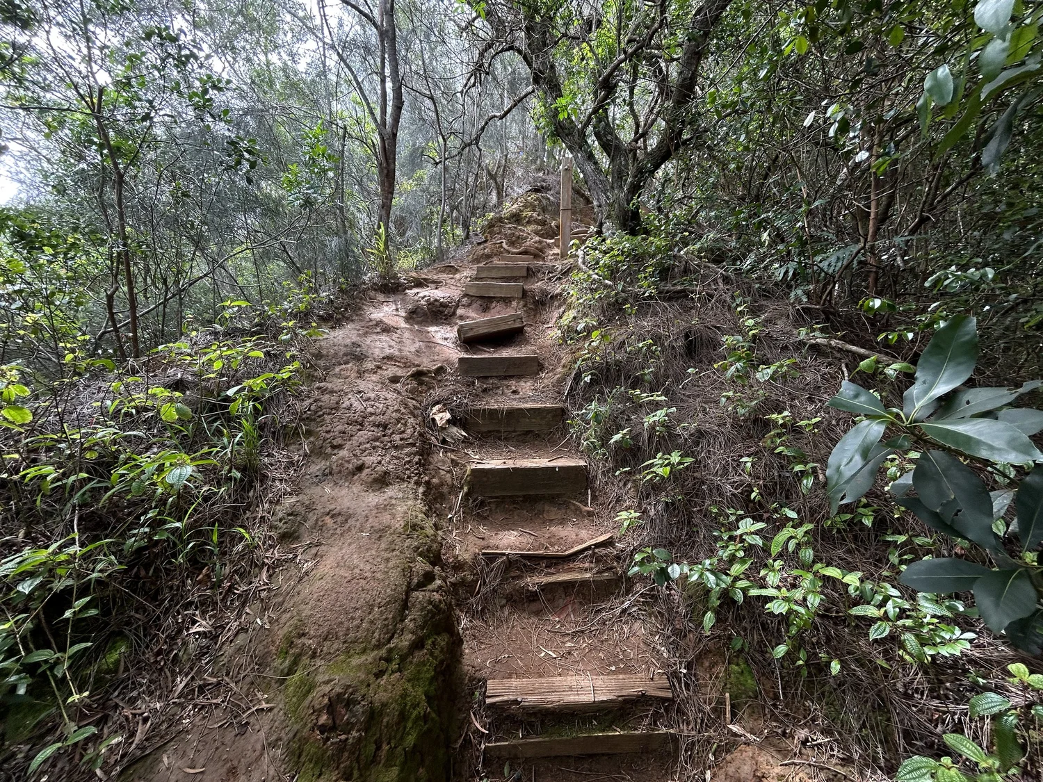 Hiking the Kolekole Trail to Puʻu Hapapa on Oʻahu, Hawaiʻi — noahawaii