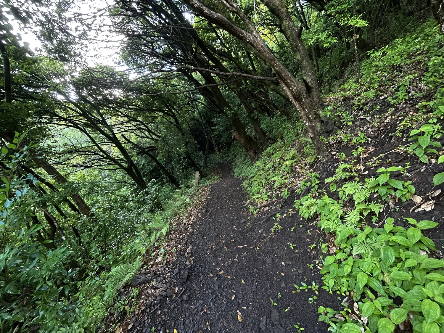 Hiking the ʻAihualama Trail on Oʻahu, Hawaiʻi — noahawaii