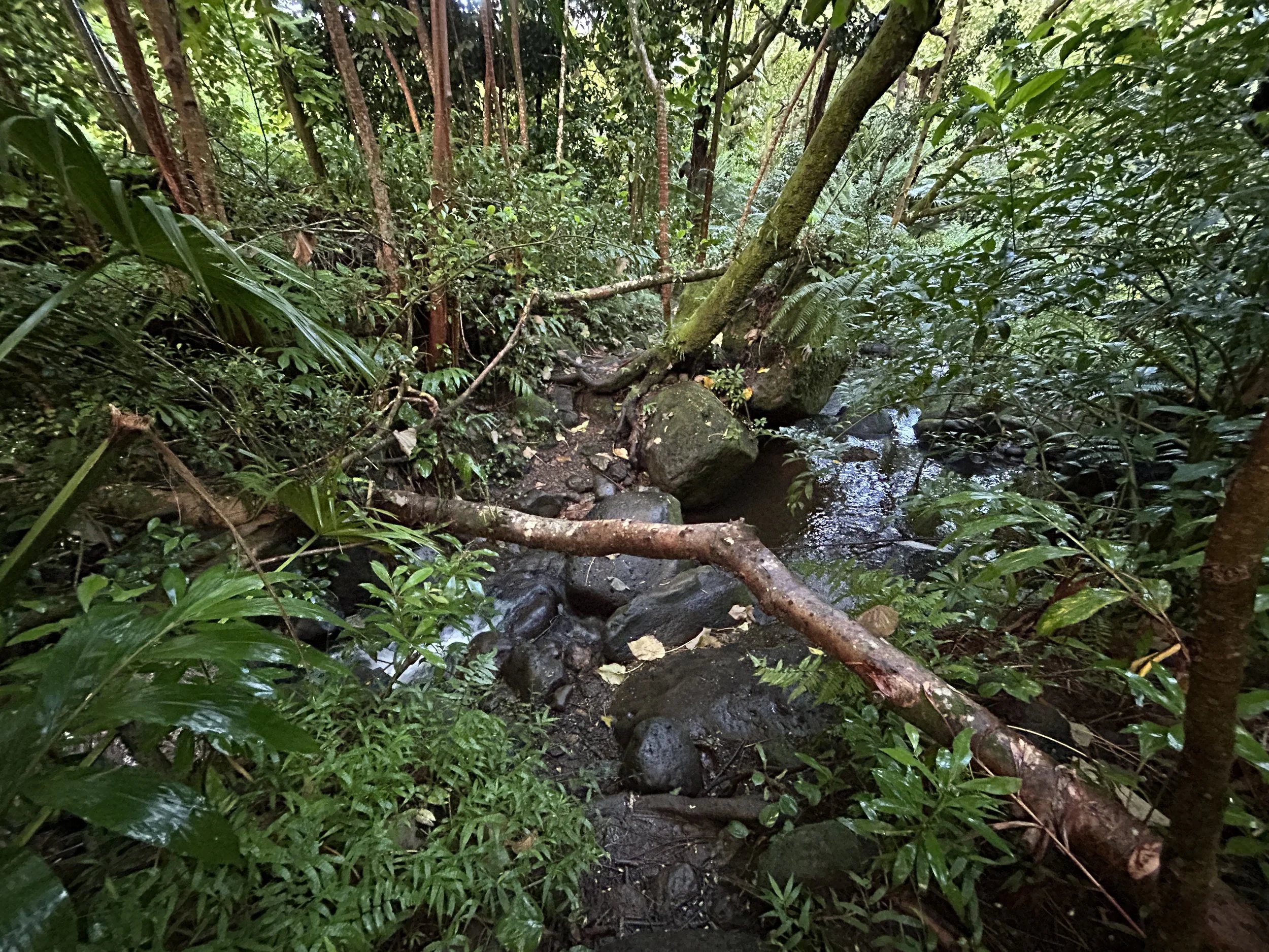 Hiking the Mānoa Middle Ridge Trail on Oʻahu, Hawaiʻi — noahawaii
