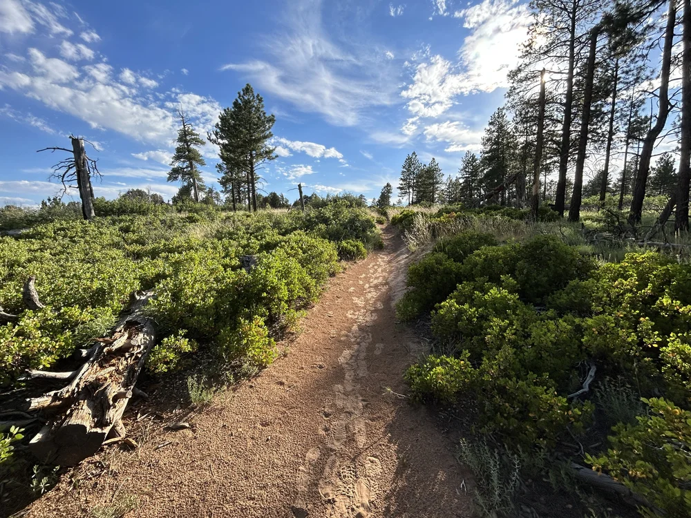 Hiking the East Mesa Trail to Observation Point in Zion National Park ...