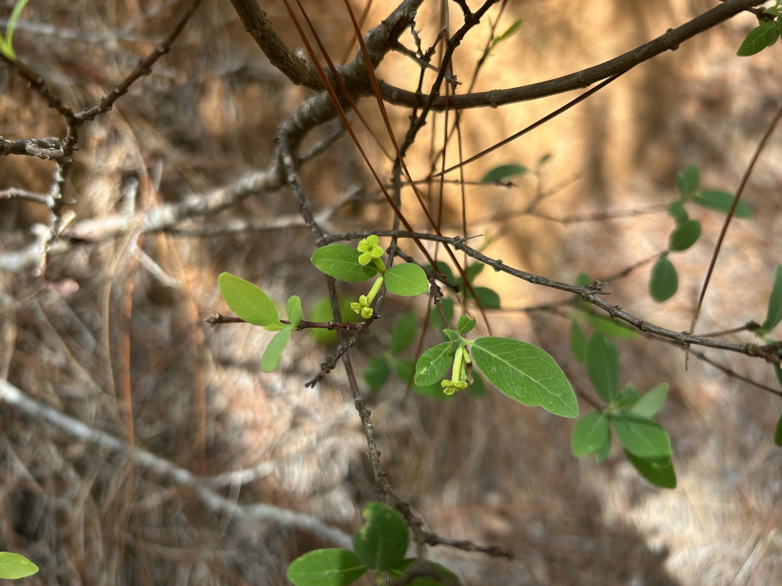 Native Hawaiian Plants: My Plant ID Guide — noahawaii
