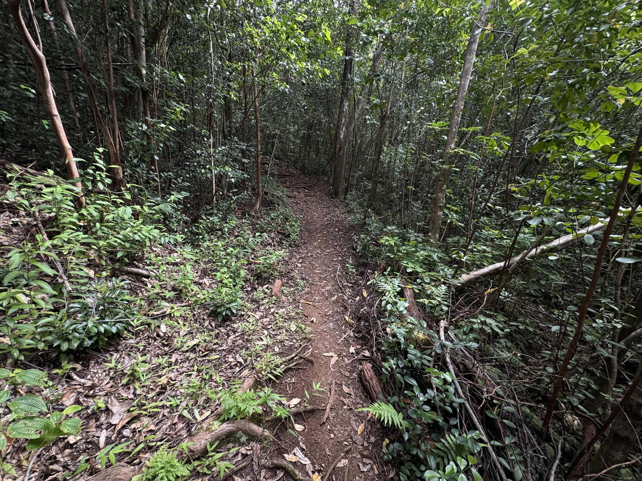 Hiking the Kolowalu Trail to Waʻahila Ridge on Oʻahu, Hawaiʻi — noahawaii