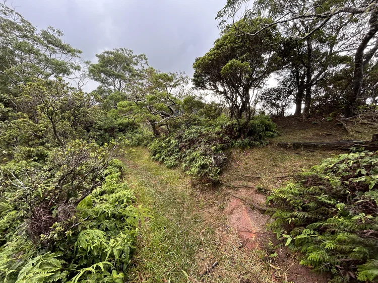 Hiking the Poamoho Trail on Oʻahu, Hawaiʻi — noahawaii