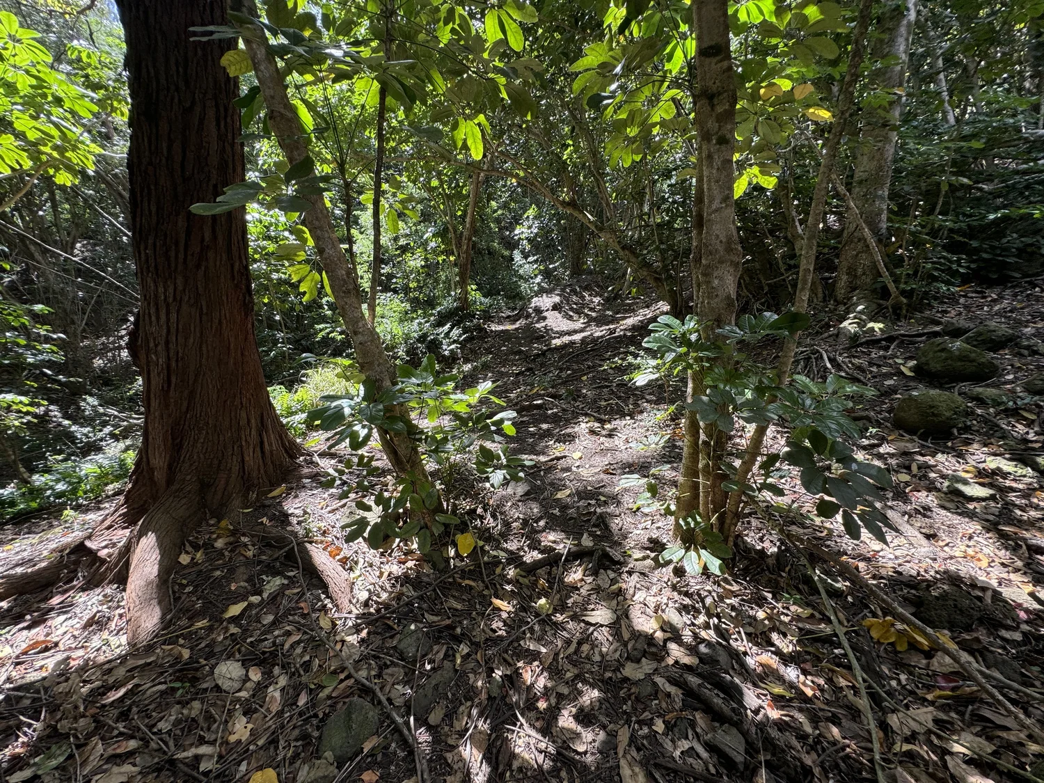 Hiking the Pyramid Rock Loop Trail on Oʻahu, Hawaiʻi — noahawaii