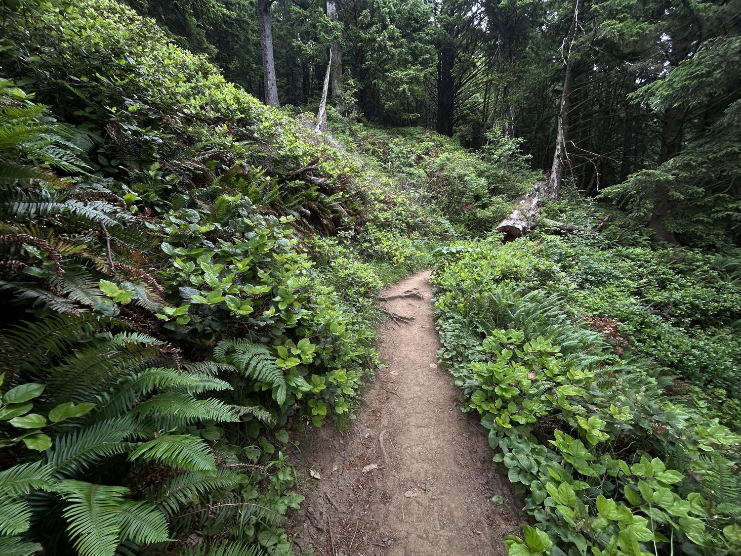 Hiking the Crescent Beach Trail on the Oregon Coast — noahawaii