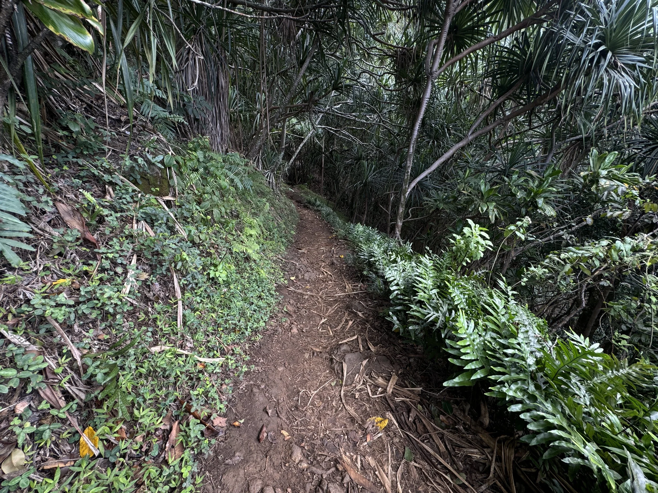 Hiking the Hanakāpīʻai Falls Trail on Kauaʻi’s Nāpali Coast — noahawaii