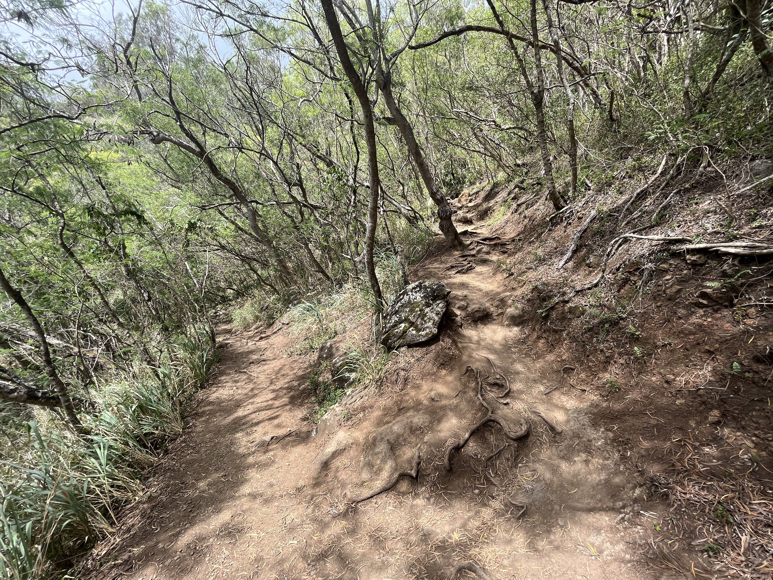 Hiking the Kuliʻouʻou Ridge Trail on Oʻahu — noahawaii