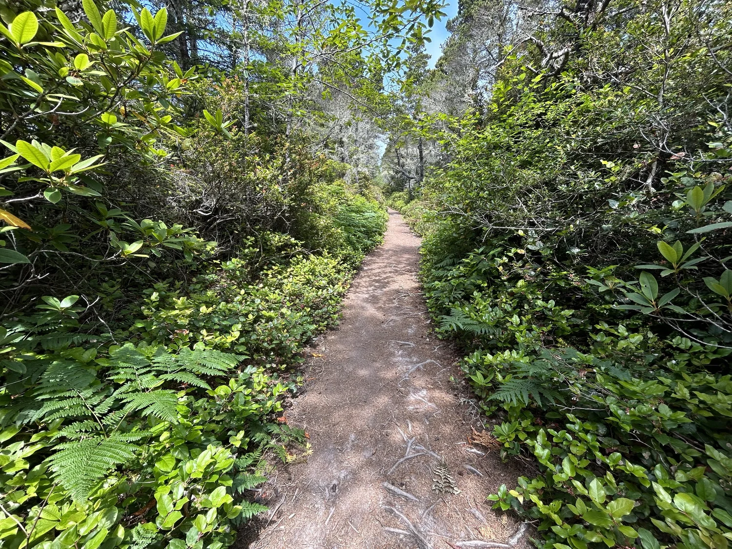 Hiking the Blacklock Point Sea Cliffs Trail on the Oregon Coast — noahawaii