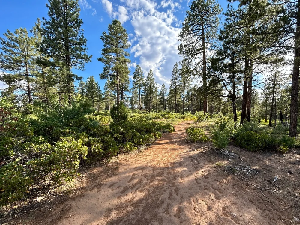 Hiking the East Mesa Trail to Observation Point in Zion National Park ...