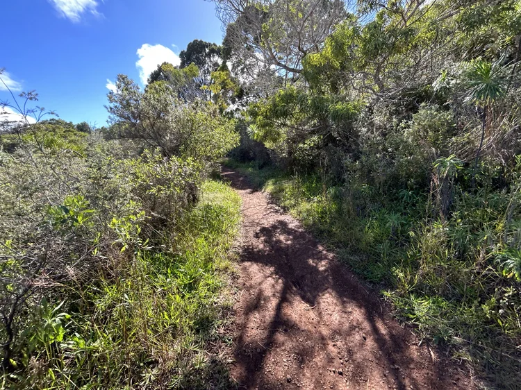 Hiking the Iliau Nature Loop Trail in the Waimea Canyon on Kauaʻi ...