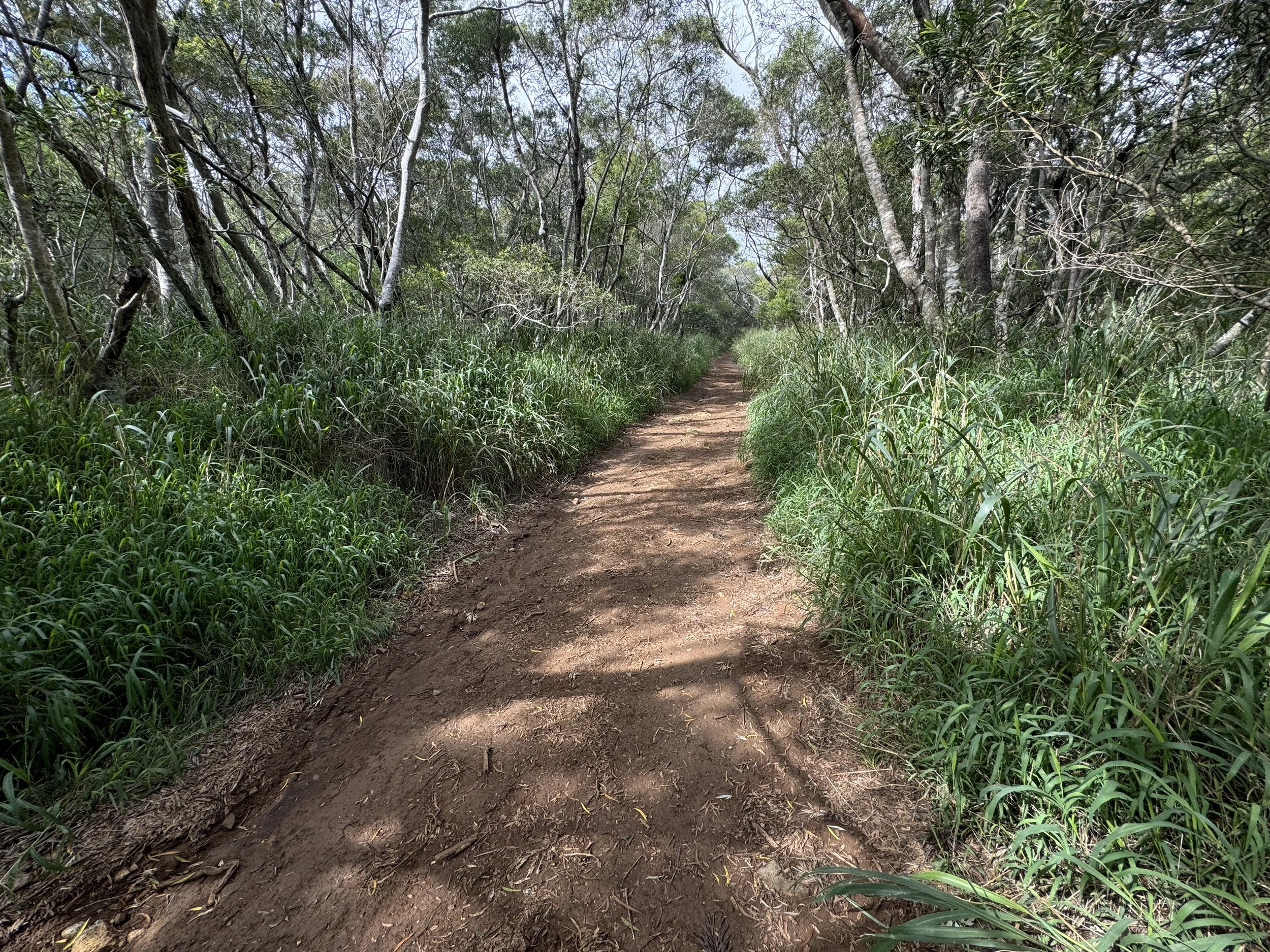 Hiking Mt. Kaʻala: The Tallest Peak on Oʻahu, Hawaiʻi — noahawaii