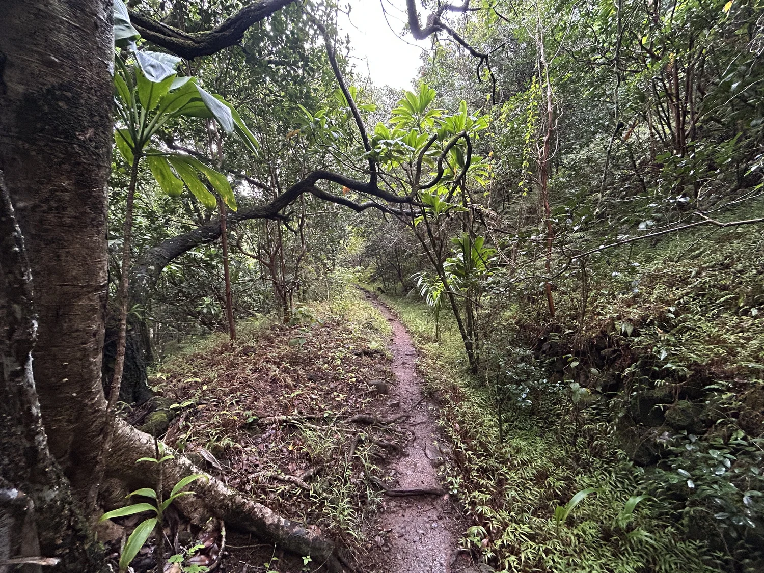 Hiking the Waimano Ridge Trail on Oʻahu — noahawaii