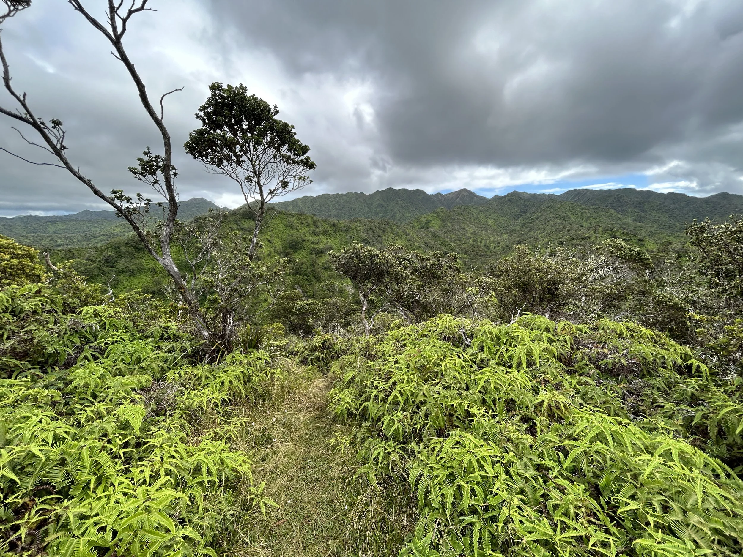 Hiking the Mānana Ridge Trail on Oʻahu — noahawaii
