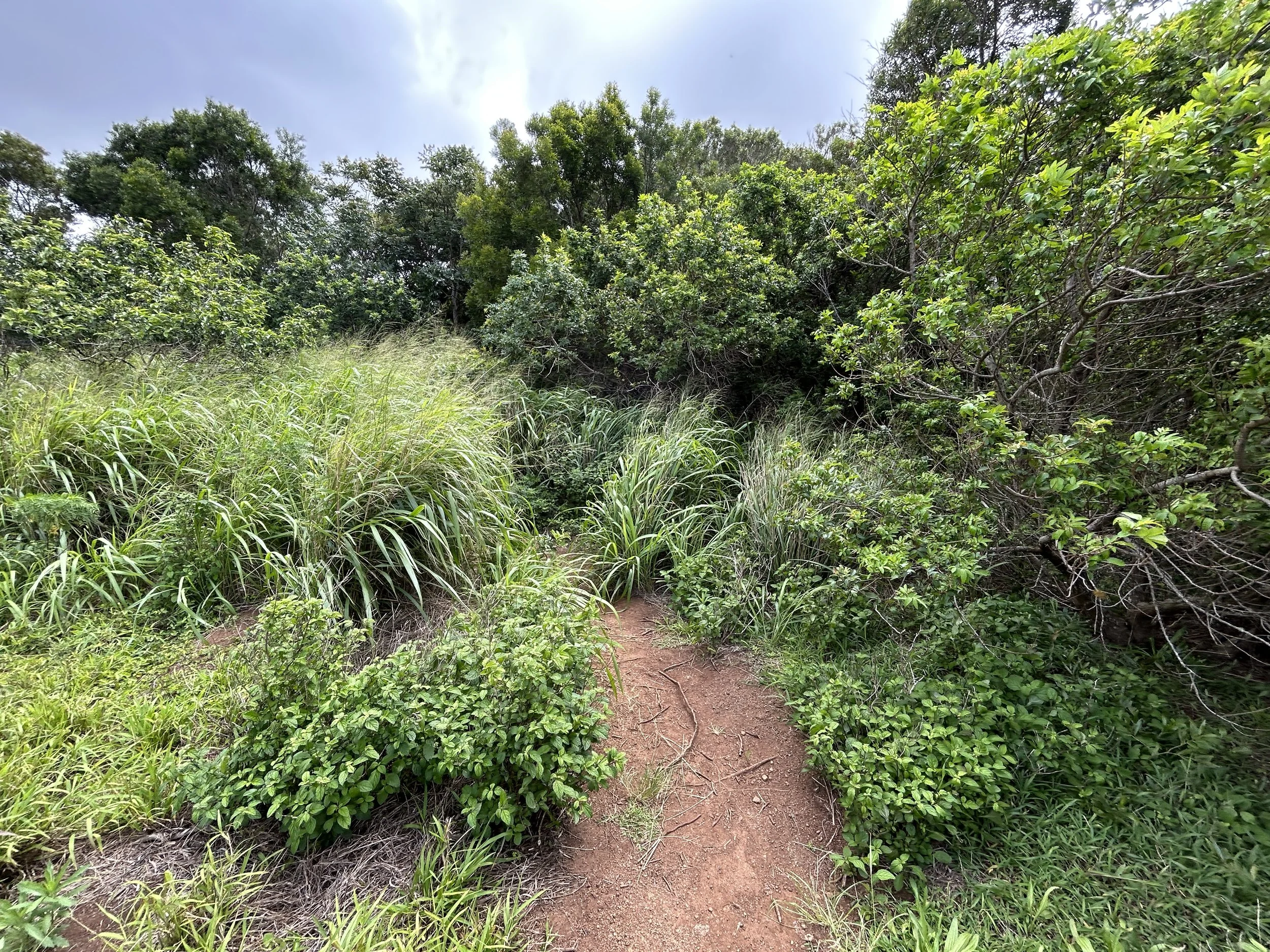 Hiking the Kolekole Trail to Puʻu Hapapa on Oʻahu, Hawaiʻi — noahawaii