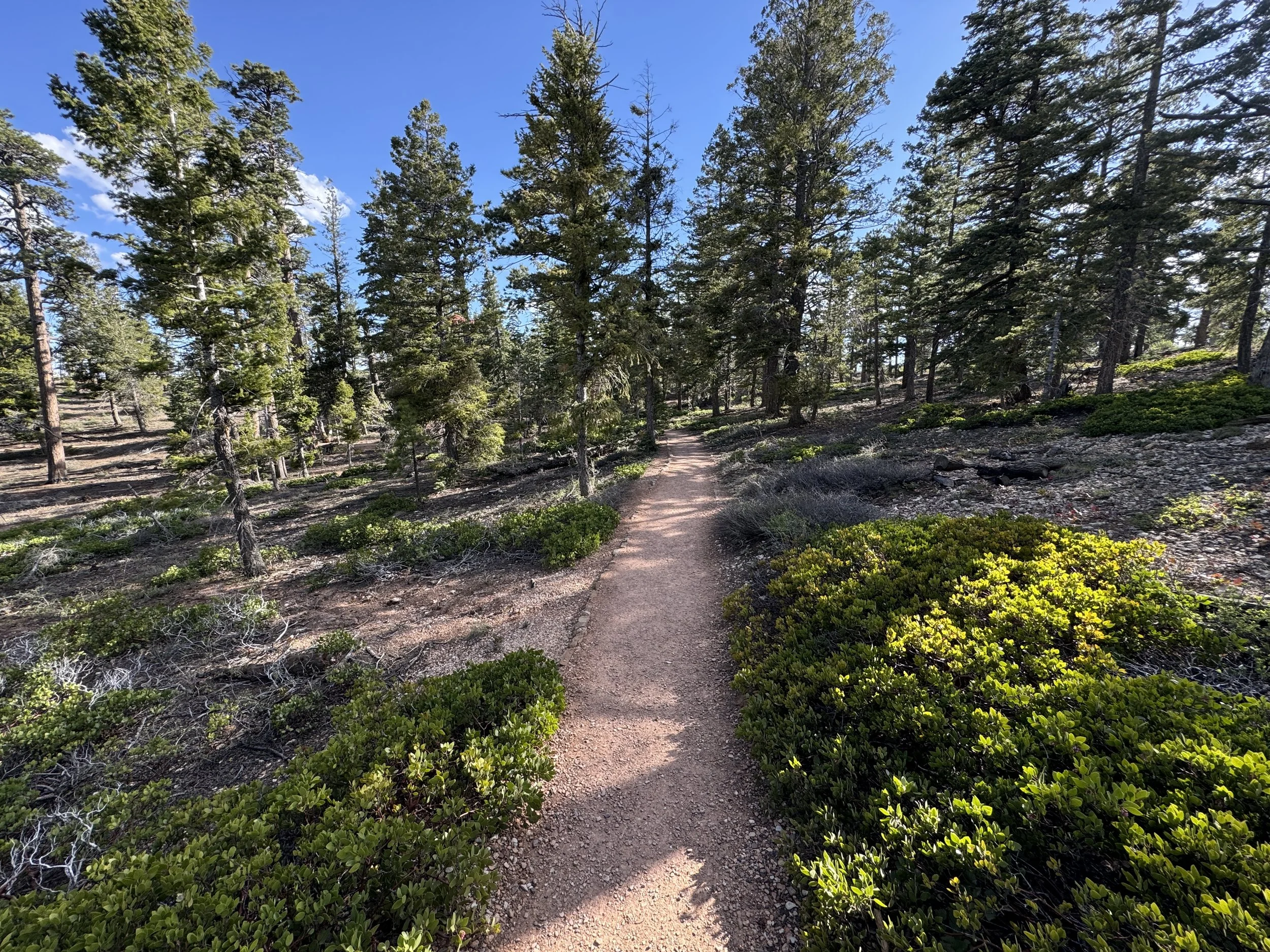 Hiking the Bristlecone Loop Trail in Bryce Canyon National Park — noahawaii