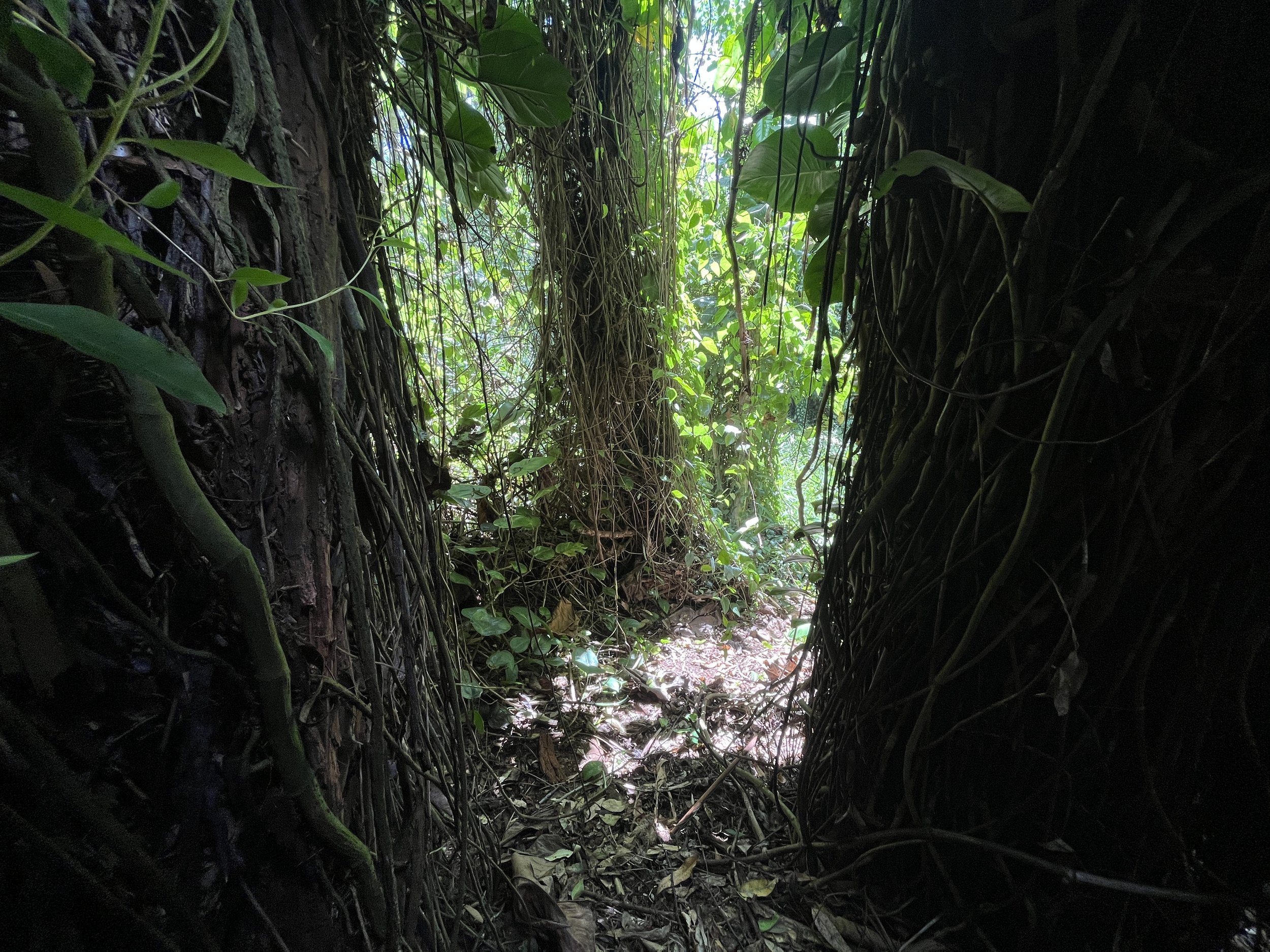Hiking the Tantalus Arboretum Trail on Oʻahu, Hawaiʻi — noahawaii