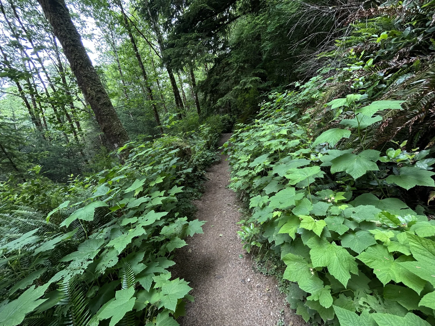 Hiking the Cape Falcon Trail on the Oregon Coast — noahawaii