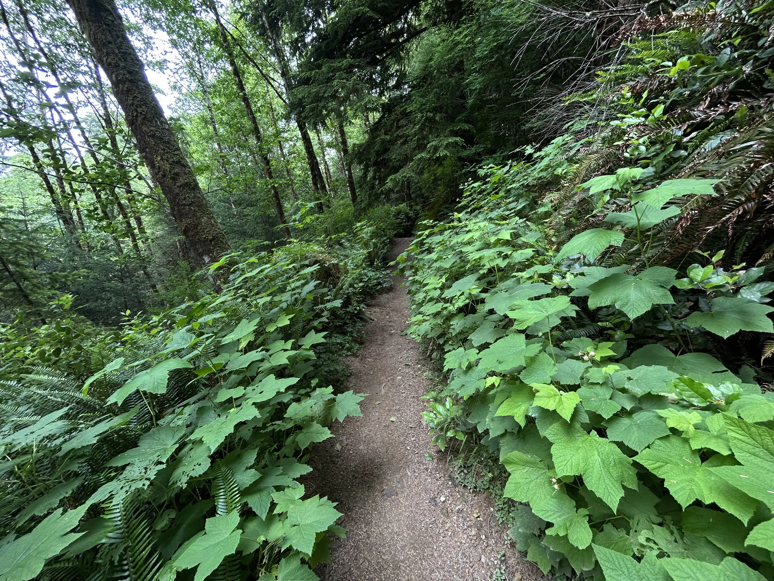 Hiking the Cape Falcon Trail on the Oregon Coast — noahawaii